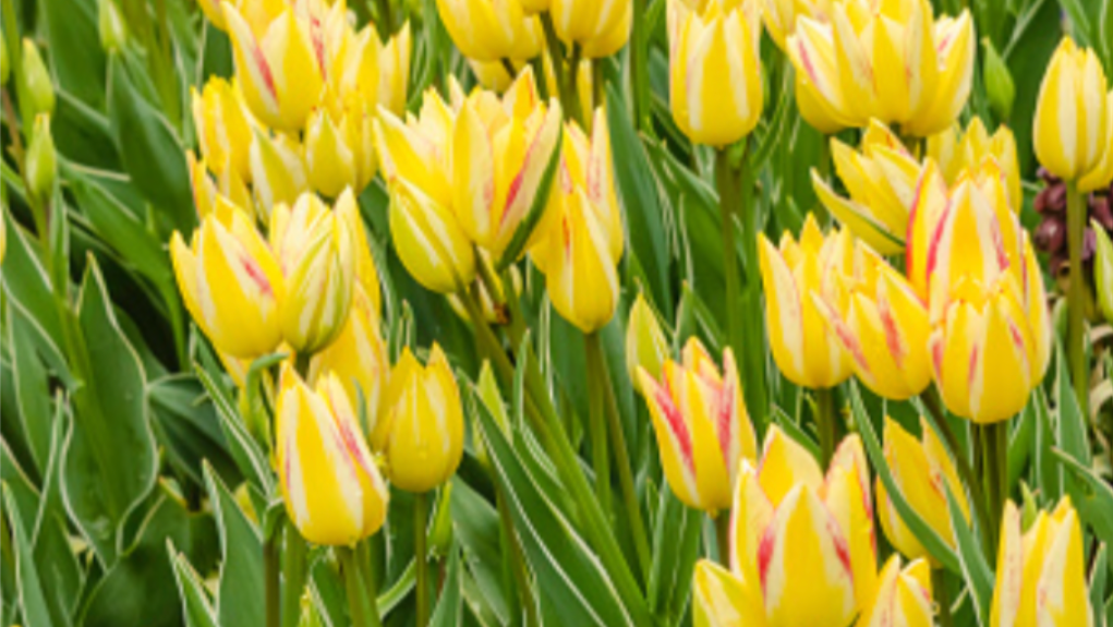 Symbols of Spring – Sykeology