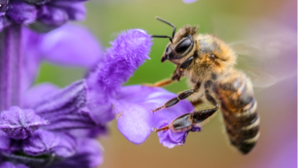 Symbols of Spring – Sykeology